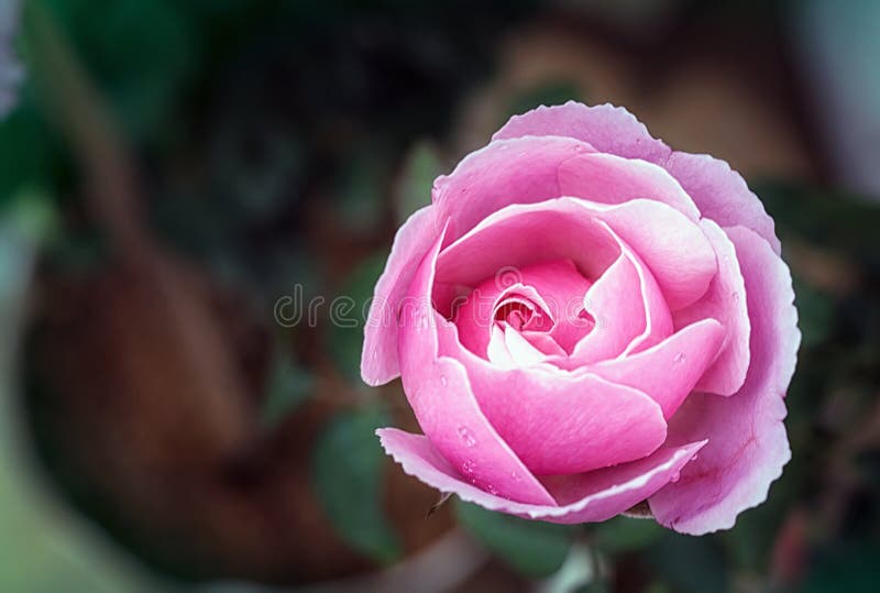 Beautiful Pink Rose Flower in the Garden Stock Photo - Image of closeup ...