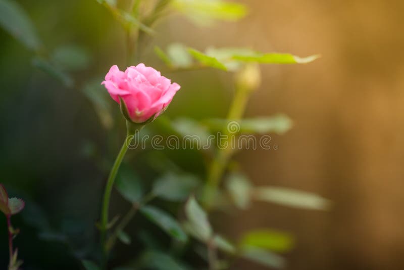 Beautiful pink rose flower stock photo. Image of rose - 83696084