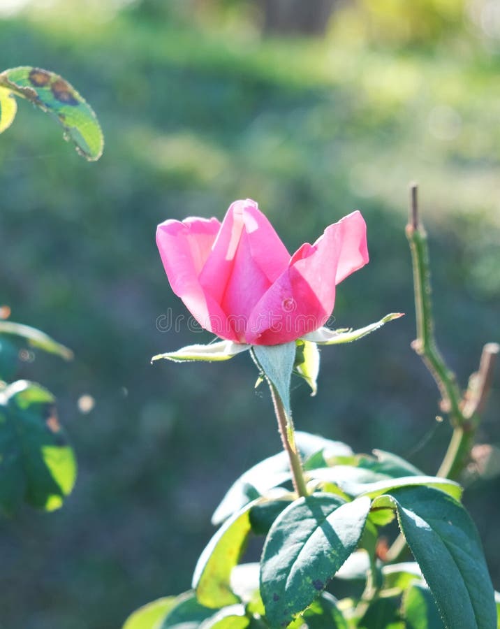 Beautiful Pink Rose Flower in Garden Stock Photo - Image of rose, pink ...