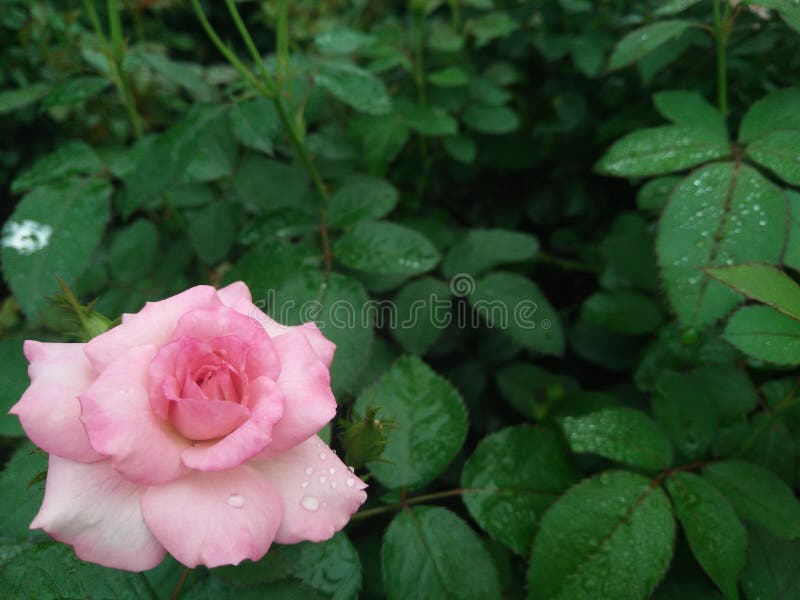 Beautiful Pink Rose Flower in Garden Stock Photo - Image of pink ...