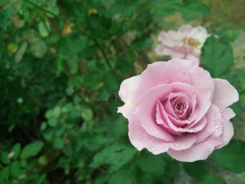 Beautiful Pink Rose Flower in Garden Stock Photo - Image of flower ...