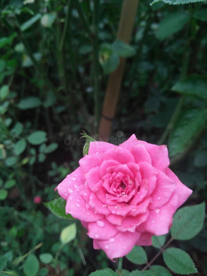 Beautiful Pink Rose Flower in Garden Stock Photo - Image of rose, shrub ...