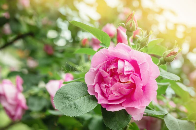Beautiful Pink Rose Flower in Garden. Soft Focus Stock Image - Image of ...