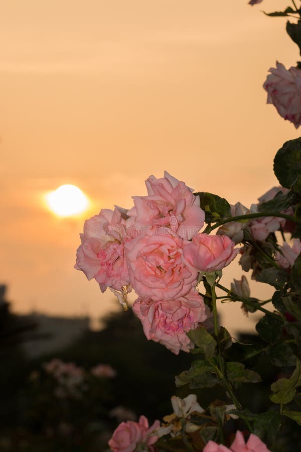 Beautiful Pink Rose in Flower Garden at Sunset. Stock Photo - Image of ...