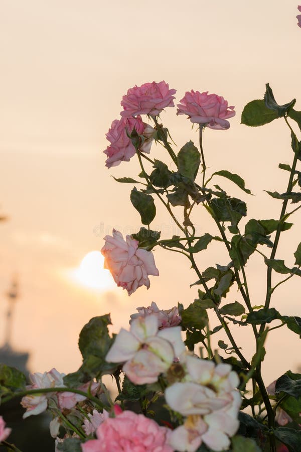 Beautiful Pink Rose in Flower Garden at Sunset. Stock Photo - Image of ...