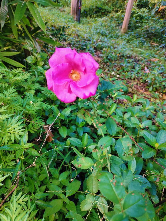 Beautiful Pink Rose Flower in Home Garden Stock Image - Image of ...
