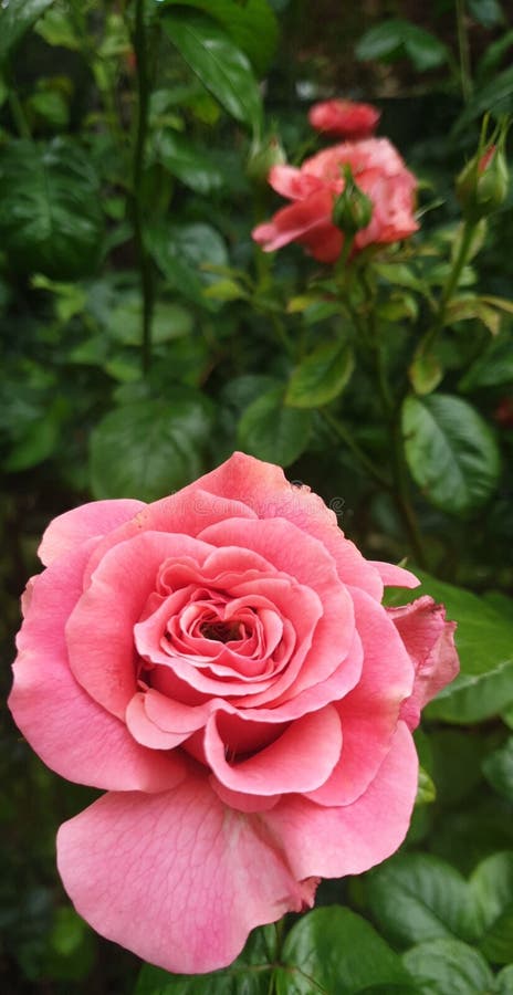 Beautiful pink rose stock photo. Image of beautifulpinkrose - 268141898