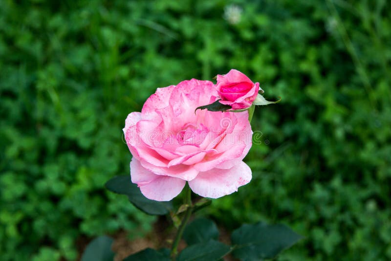 Beautiful small rose bud stock photo. Image of nature - 127519798