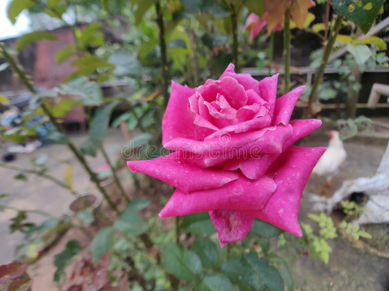Beautiful Pink Rose Flower Very Beautiful and Preety Stock Photo ...