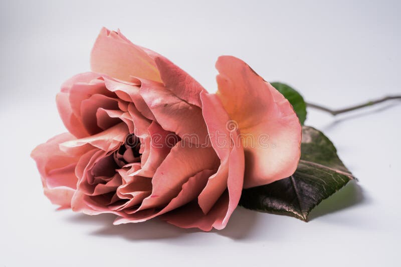 Beautiful Pink Rose Flower on White Background Stock Image - Image of ...