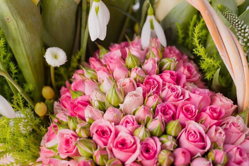 Beautiful Pink Rose Flowers Stock Image - Image of bright, plant: 42585633