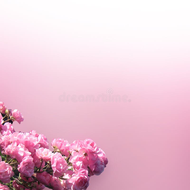 Beautiful Pink Rose Flowers Background Stock Image - Image of romantic ...