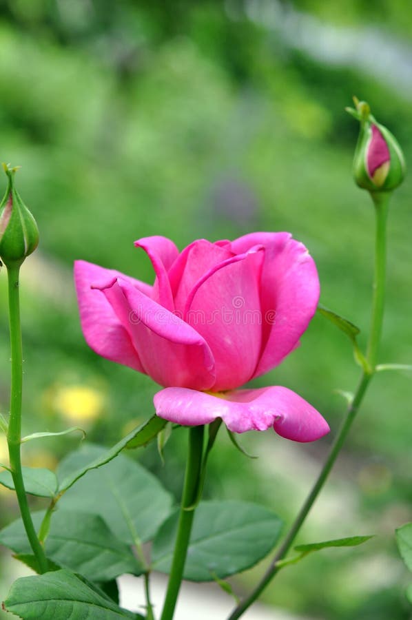 Beautiful Pink Rose Flowers Stock Image - Image of blossom, spring ...