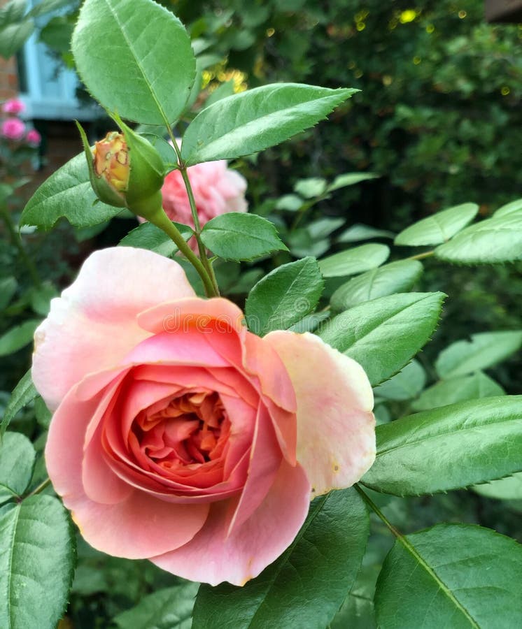Cool Beautiful Pink Rose in a Garden Stock Photo - Image of valentine ...
