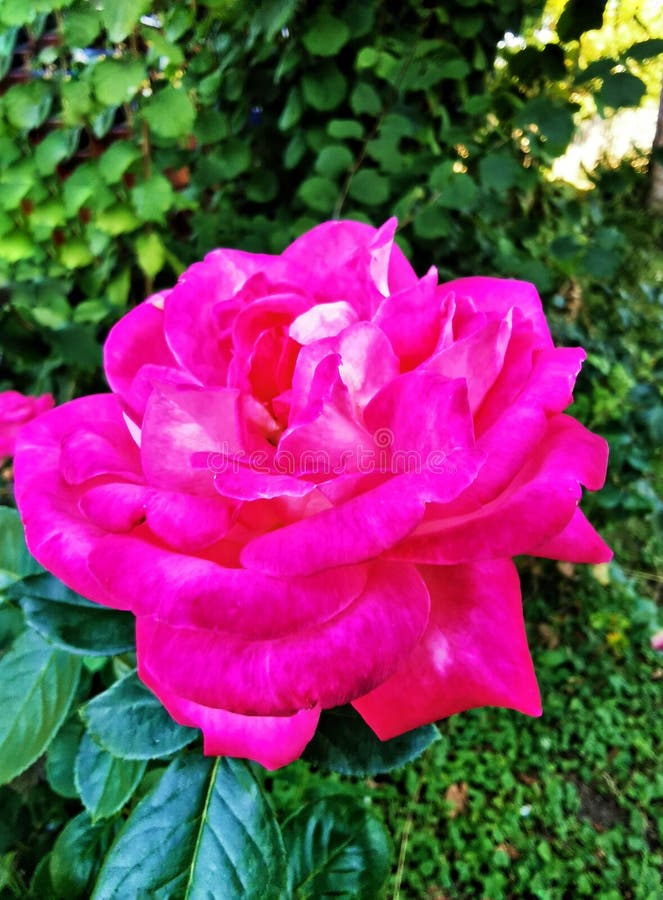 Beautiful Pink Rose in the Garden Stock Photo - Image of color, rose ...