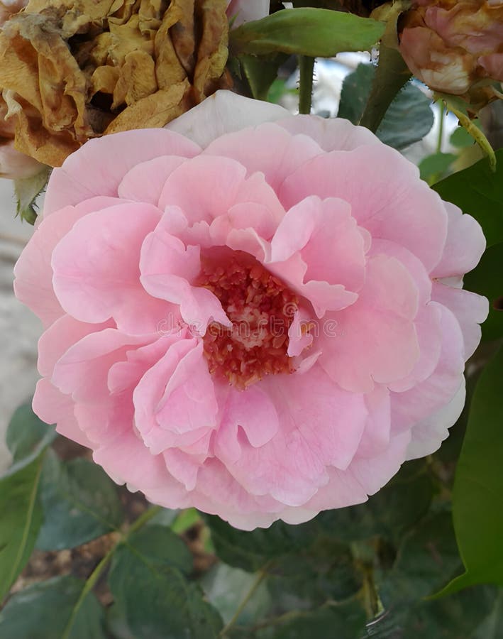 Beautiful Pink Rose in the Garden Stock Photo - Image of spring, rose ...