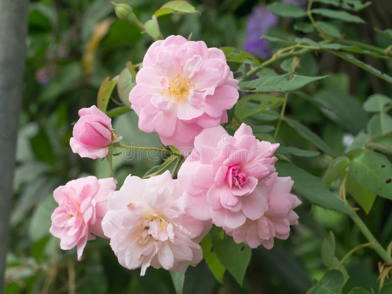 Beautiful Pink Rose in a Garden Stock Image - Image of floral, budding ...