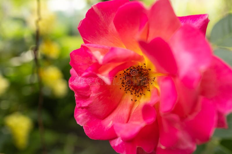 Beautiful Pink Rose in a Garden Stock Photo - Image of bloom, leaves ...