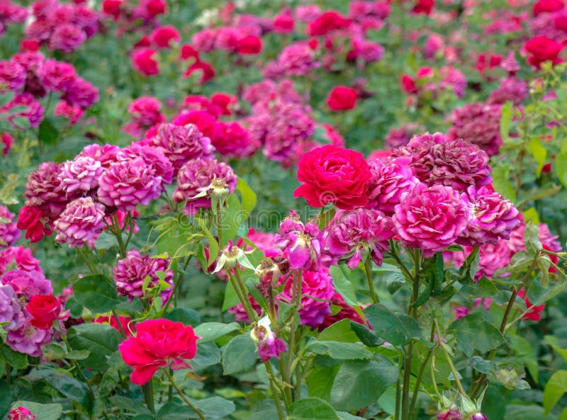 Beautiful Pink Rose in a Garden Stock Photo - Image of fresh, bouquet ...