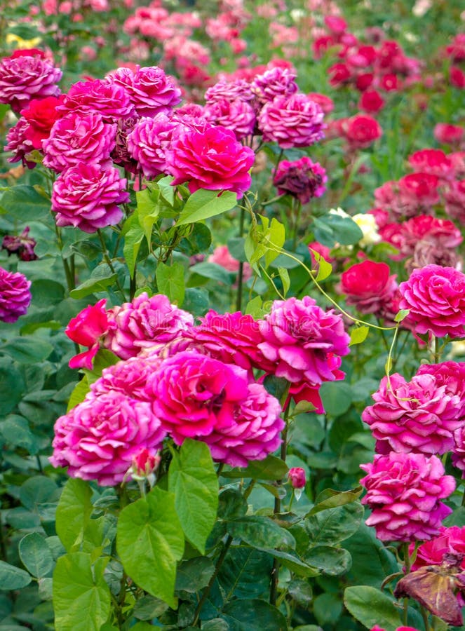 Beautiful Pink Rose in a Garden Stock Image - Image of leaves, delicate ...