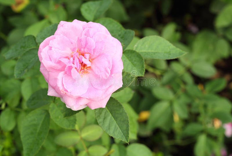 Beautiful Pink Rose in a Garden Stock Photo - Image of flower, blossom ...