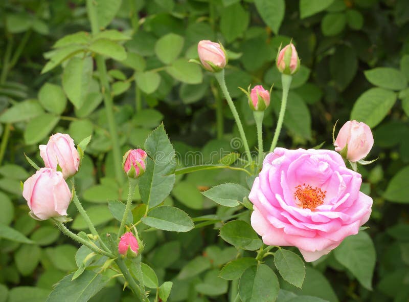 Beautiful Pink Rose in a Garden Stock Photo - Image of color, garden ...