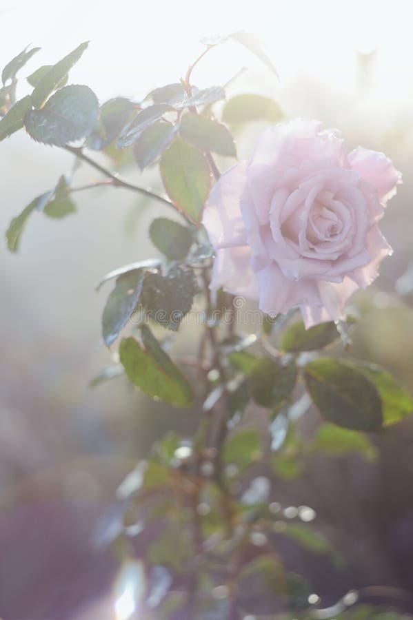 Beautiful Pink Rose in the Garden in Soft Light Stock Photo - Image of ...