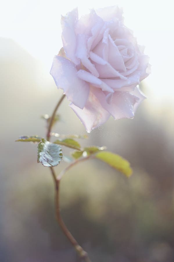 Beautiful Pink Rose in the Garden in Soft Light Stock Image - Image of ...