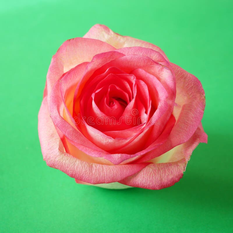 Beautiful Pink Rose on Green Background Stock Image - Image of romance ...