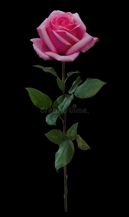 Beautiful Pink Rose with Green Leaves Stock Image - Image of ...