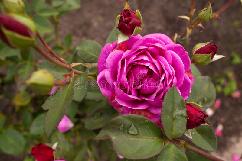 Beautiful Pink Rose Growing in the Garden Stock Photo - Image of floral ...