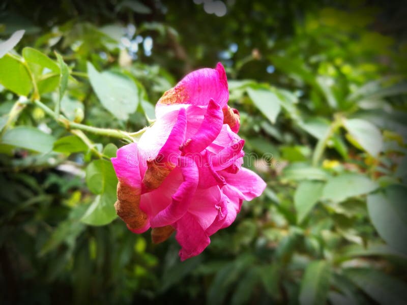 Natural Beautiful Pink Rose Closeup Stock Photo - Image of blossom ...