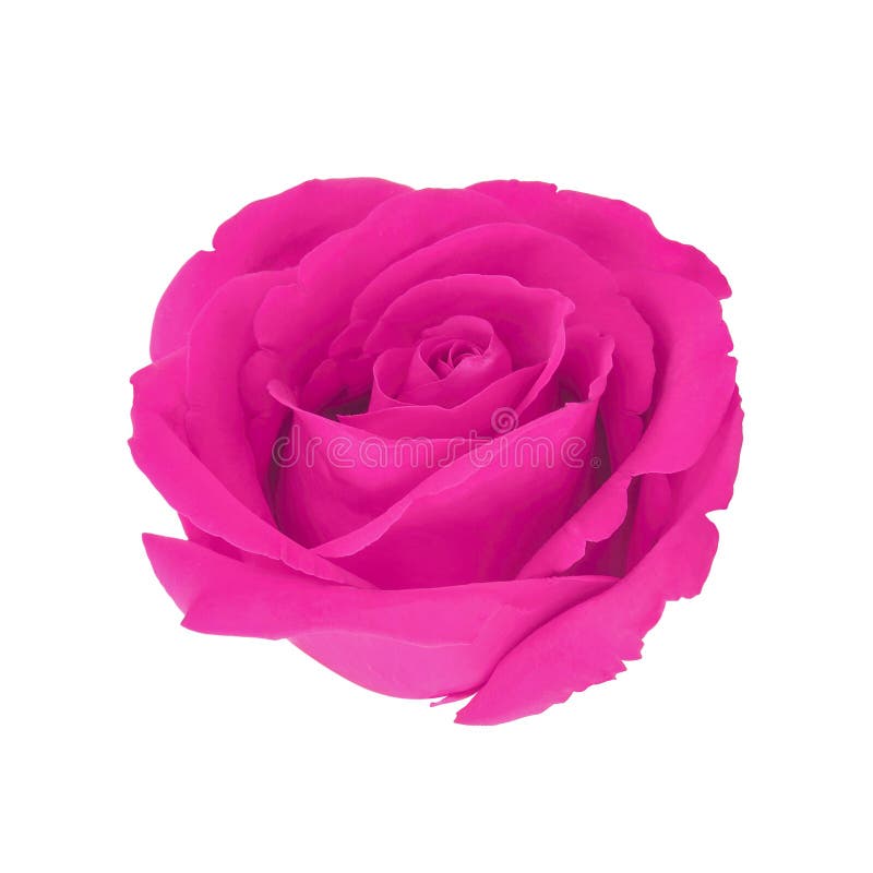 A Unique and Beautiful Pink Rose Isolated on White Stock Image - Image ...