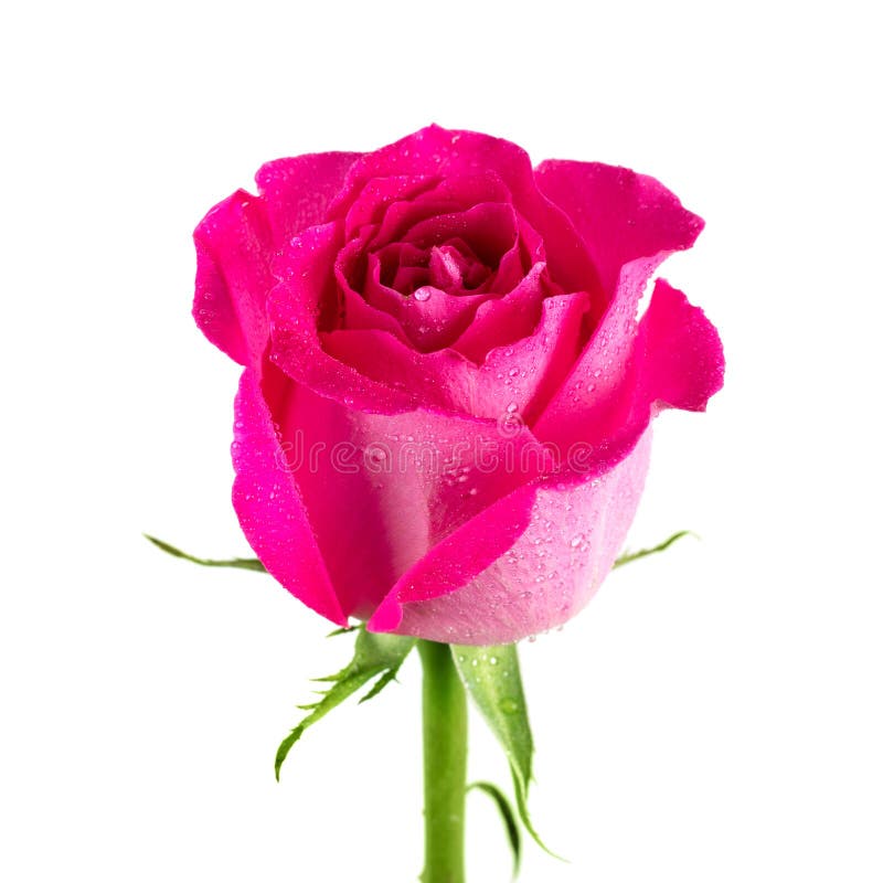 Beautiful Pink Rose Isolated on White Background Stock Image - Image of ...