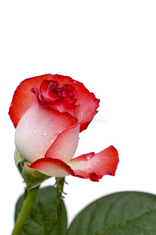 A beautiful pink rose stock photo. Image of isolated - 261682050
