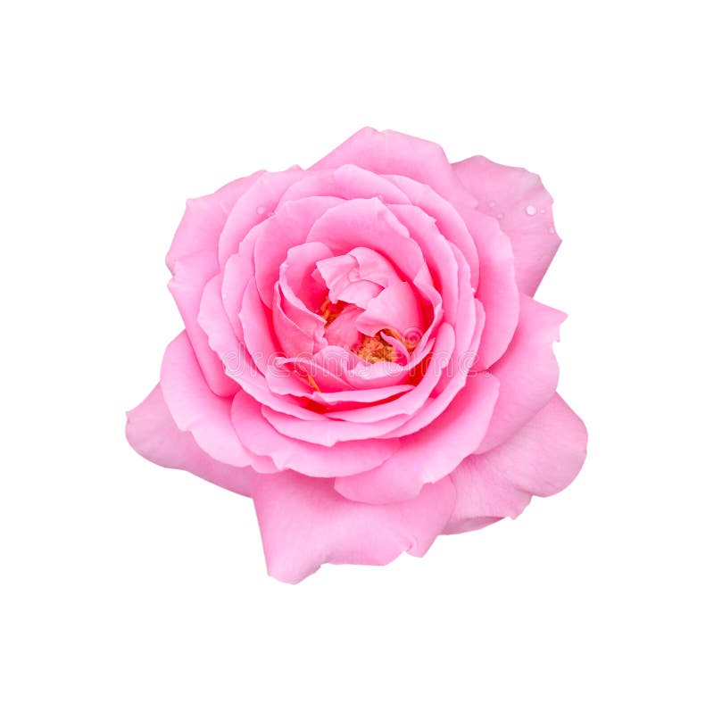 Beautiful Pink Rose Flower on the White Background Stock Photo - Image ...