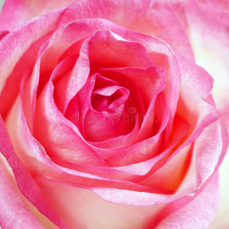 Beautiful pink rose macro stock photo. Image of macro - 191874610