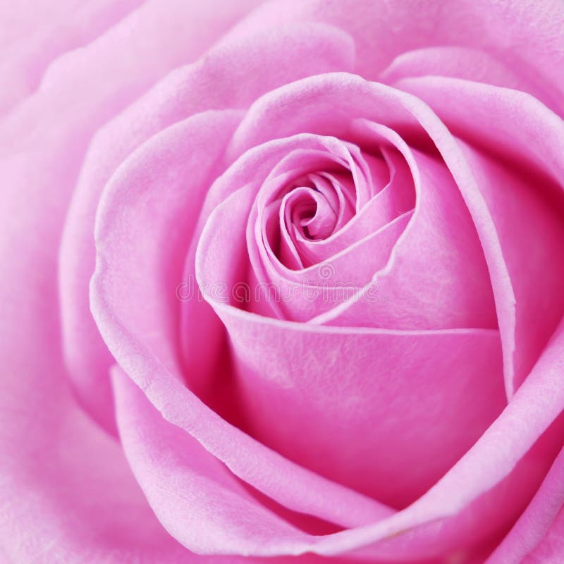 Beautiful Pink Rose Macro Background Stock Photo - Image of garden ...