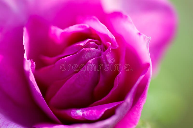 Beautiful Pink Rose Macro. Soft Focus. Stock Photo - Image of focus ...