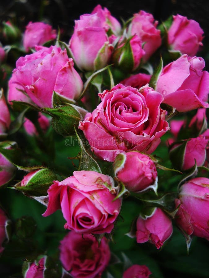 Beautiful Pink Rose of Miniature Size Stock Photo - Image of rose ...