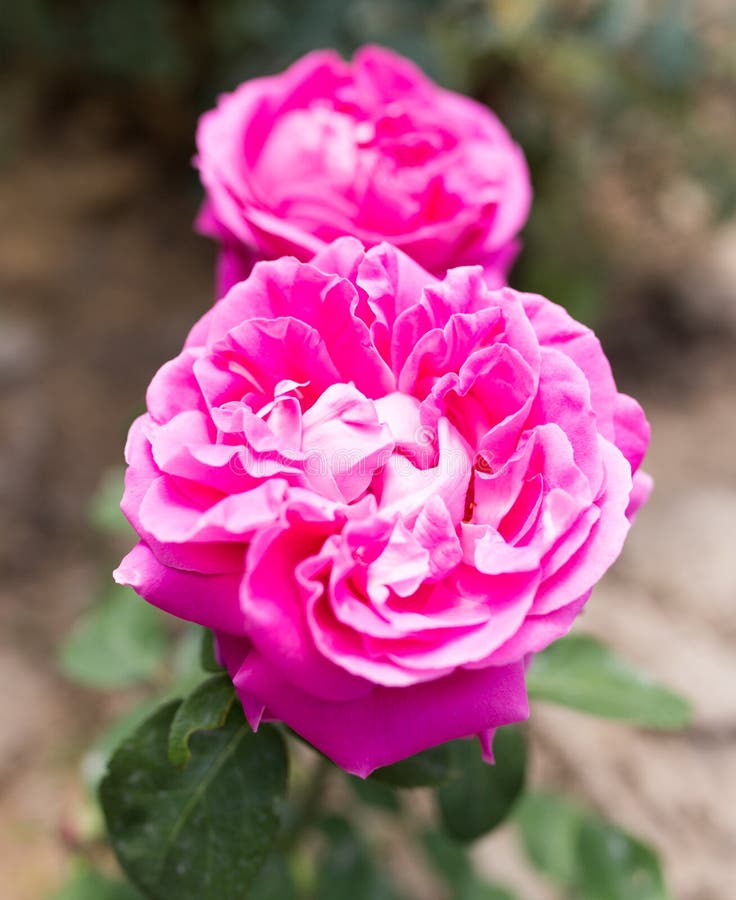 Beautiful Pink Rose in Nature Stock Photo - Image of garden, roses ...