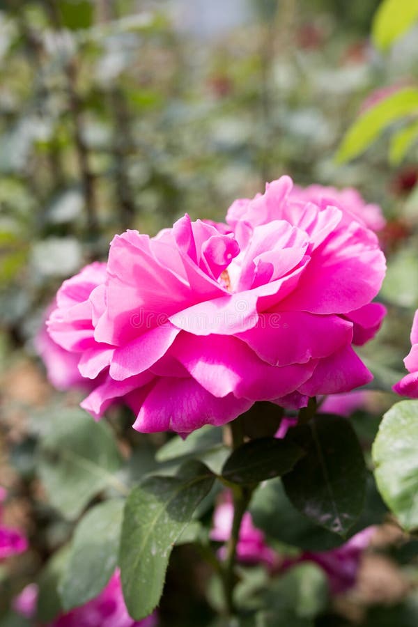 Beautiful Pink Rose in Nature Stock Photo - Image of bouquet, plant ...