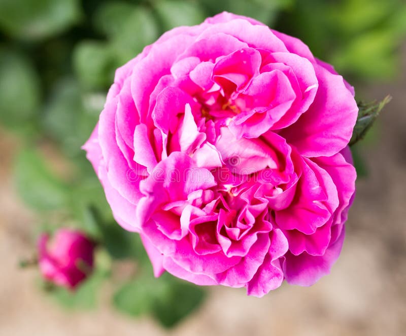 Beautiful Pink Rose in Nature Stock Image - Image of fresh, beautiful ...