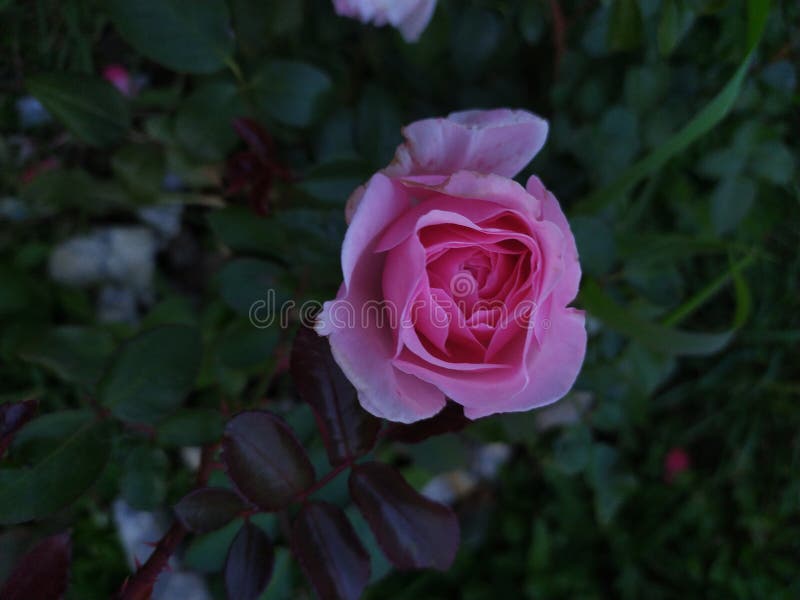 Beautiful pink rose stock image. Image of pink, shrub - 265542339