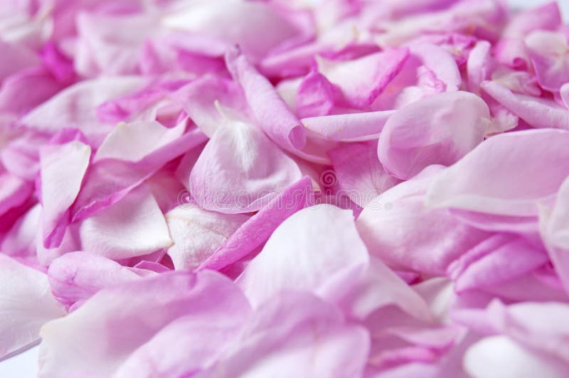 Beautiful Pink Rose Petals Background Stock Image - Image of background ...