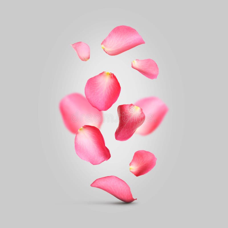 Beautiful Pink Rose Petals Falling on Light Grey Background Stock Image ...