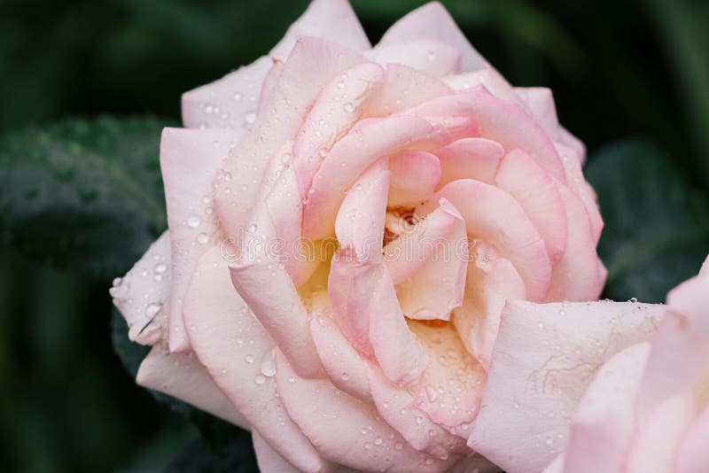 Beautiful Pink Rose Petals after the Rain Stock Image - Image of water ...