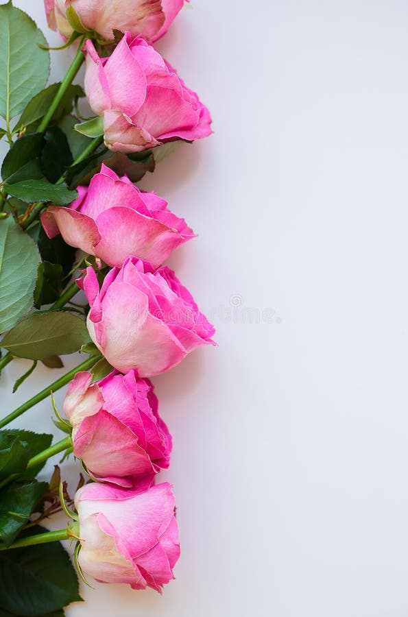 Beautiful pink rose stock image. Image of copy, petals - 105399873