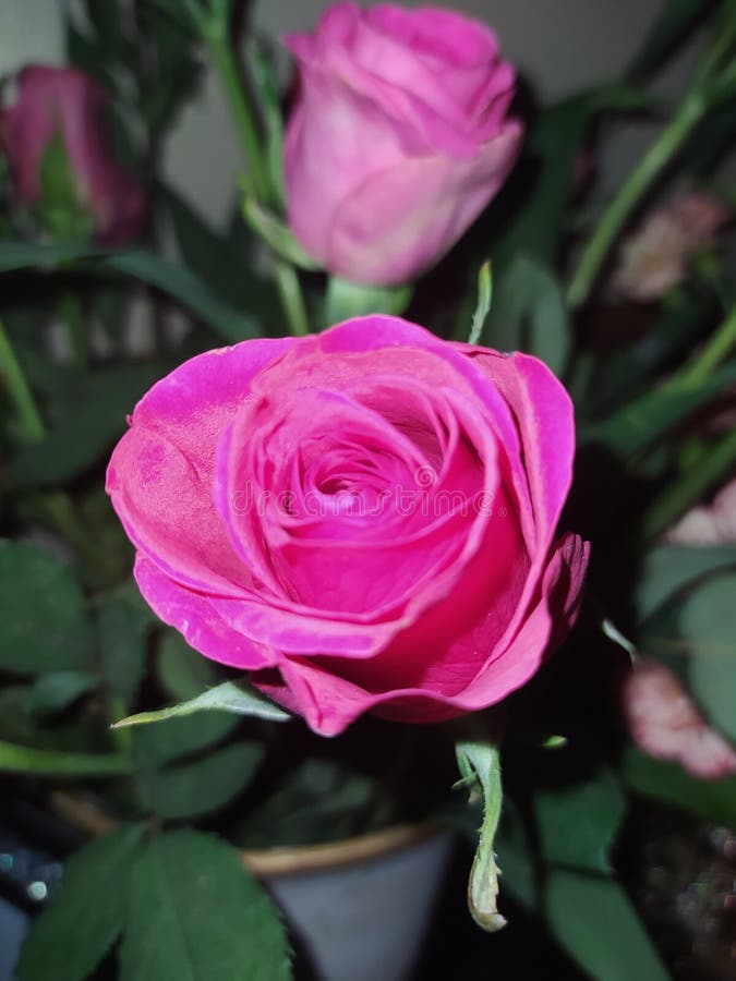 Beautiful Pink Rose, Present for Womens Day Stock Photo - Image of pink ...