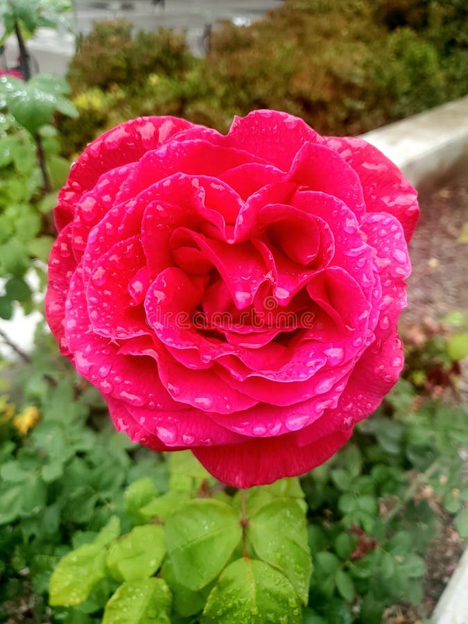 Beautiful Pink Rose after Rain at University Stock Photo - Image of ...